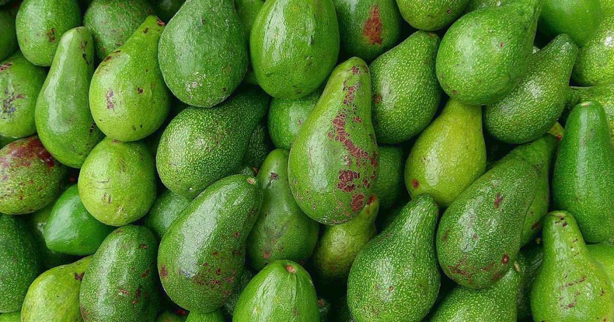 Conflicto de paltas: activistas amenazados | Heinrich Böll Stiftung ...